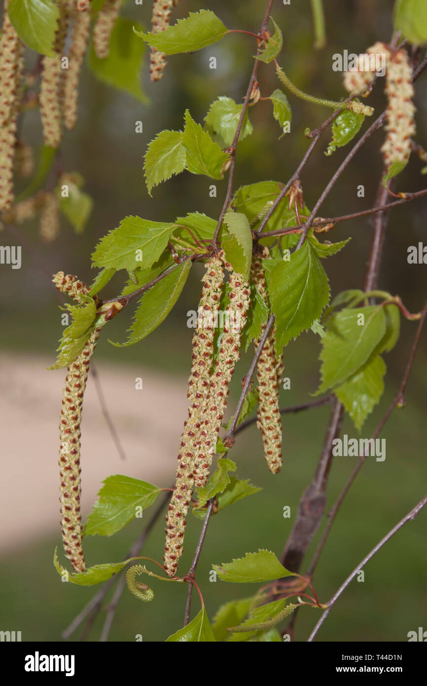 Pollenosis hi-res stock photography and images - Alamy