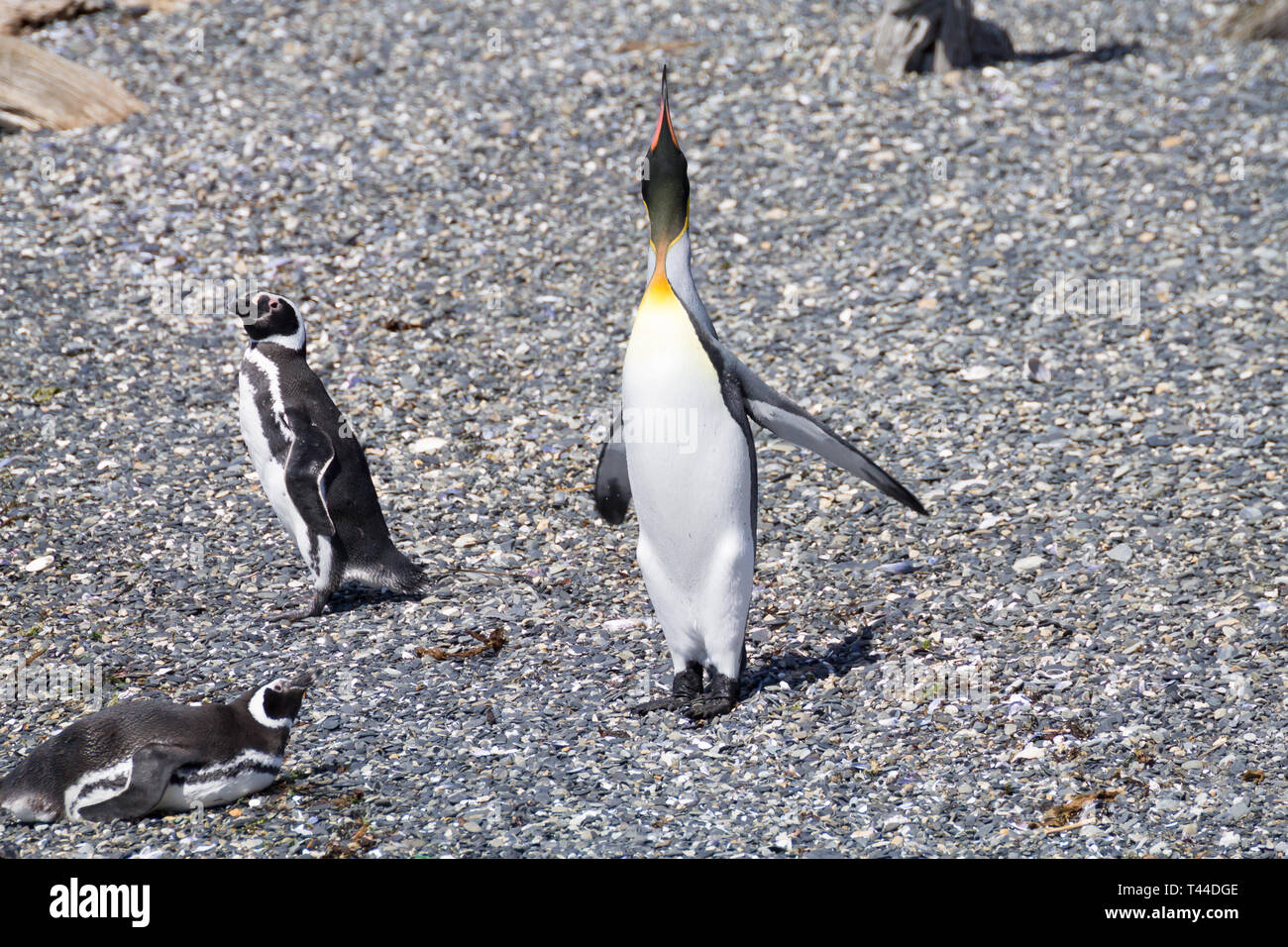 King penguin on Martillo island beach, Ushuaia. Tierra del Fuego ...