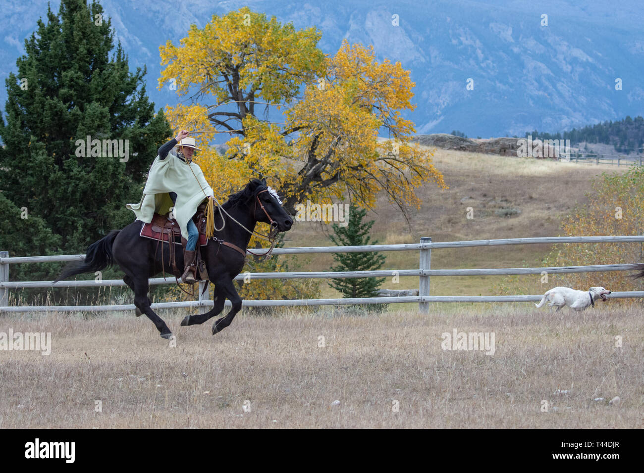 American cowboy working hi-res stock photography and images - Alamy