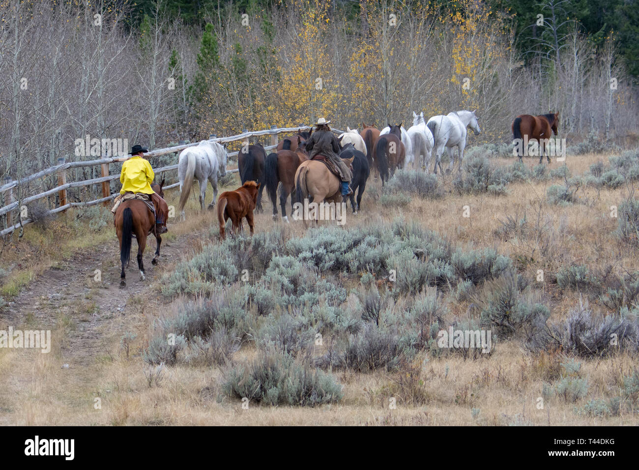 American cowboys work in the rain herding horses in Wyoming Stock Photo ...