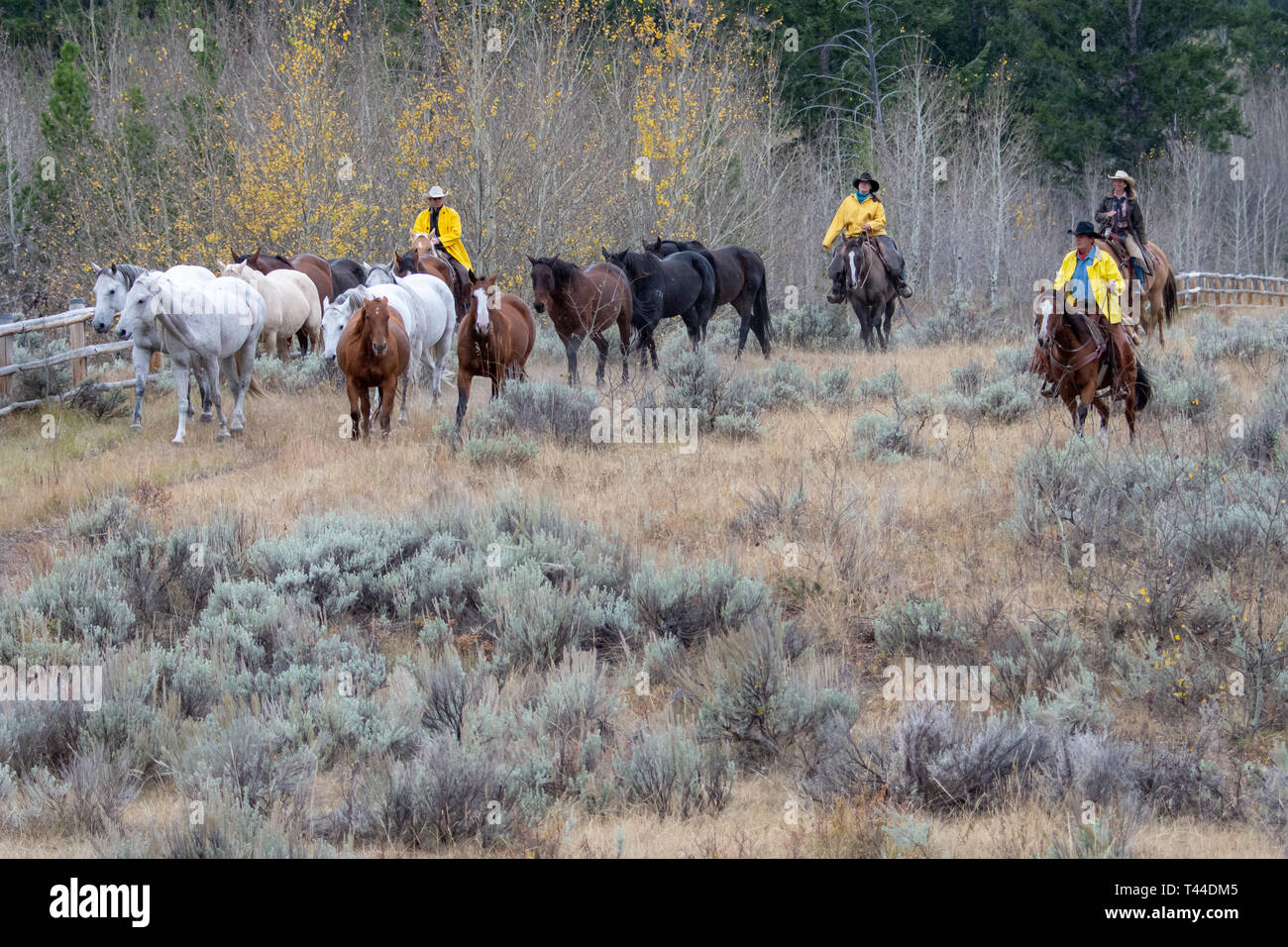 American cowboys work in the rain herding horses in Wyoming Stock Photo ...