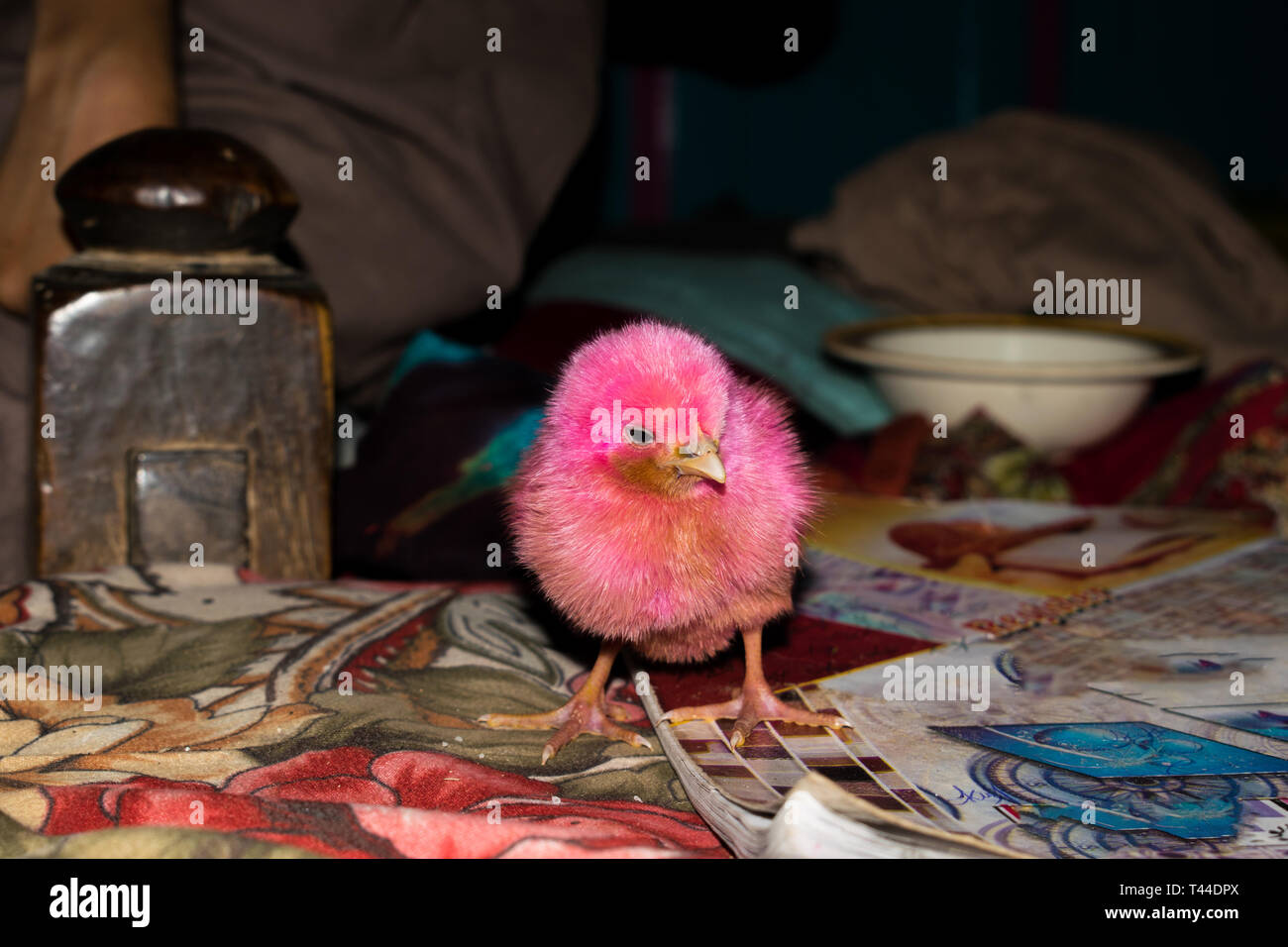 Curious chickens hi-res stock photography and images - Alamy