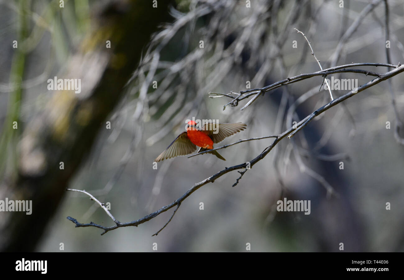 Vermillian fly catcher hi-res stock photography and images - Alamy