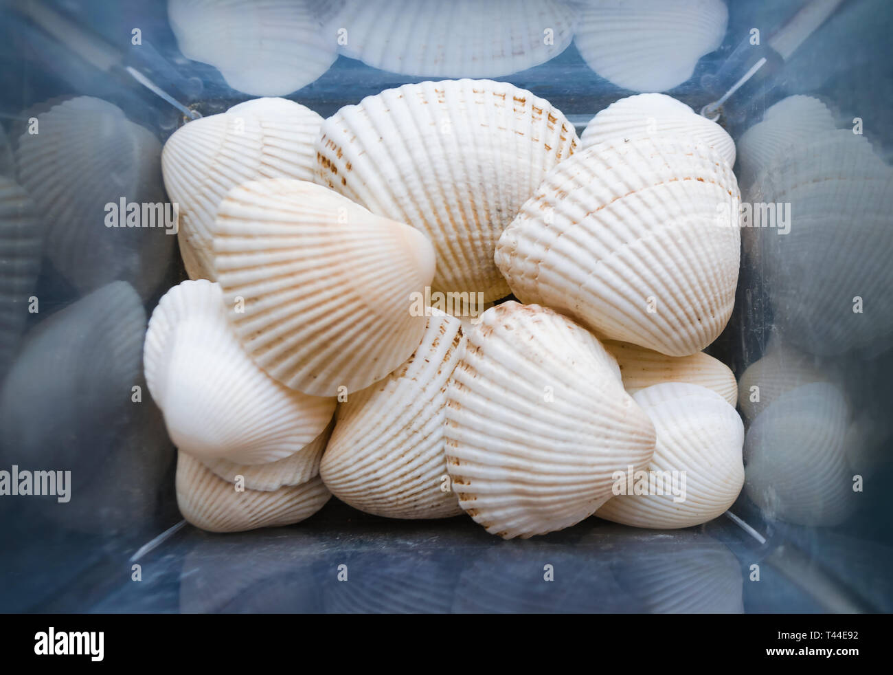 So many different types of starfish hi-res stock photography and images ...