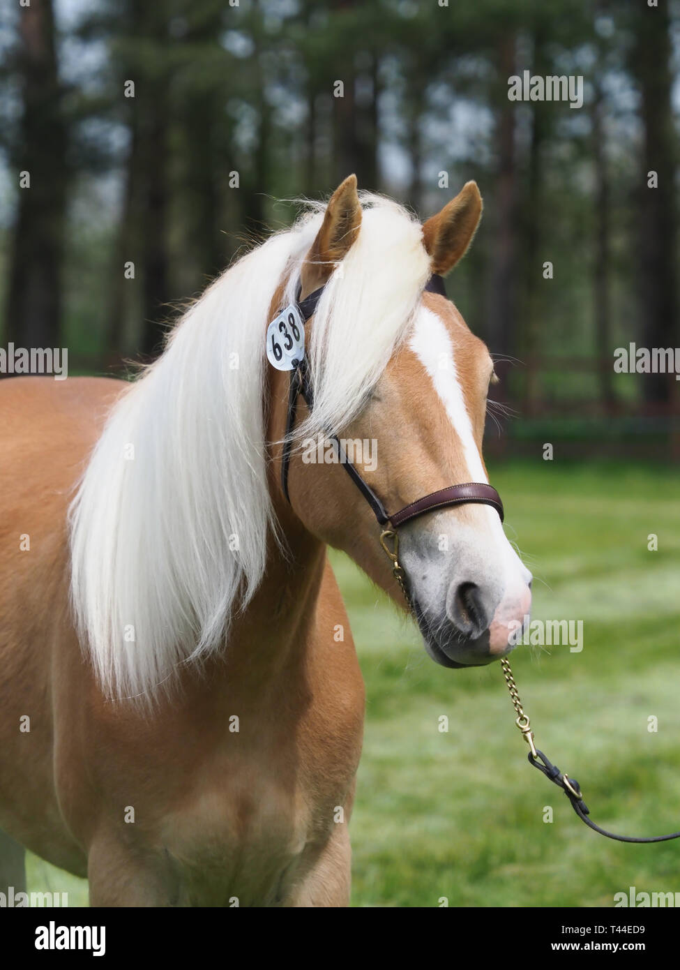 A head shot of a stunning Haflinger horse in a show bridle Stock Photo ...
