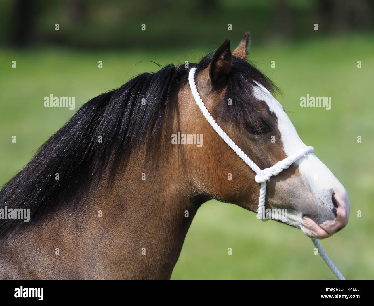 White welsh section a pony hi-res stock photography and images - Alamy