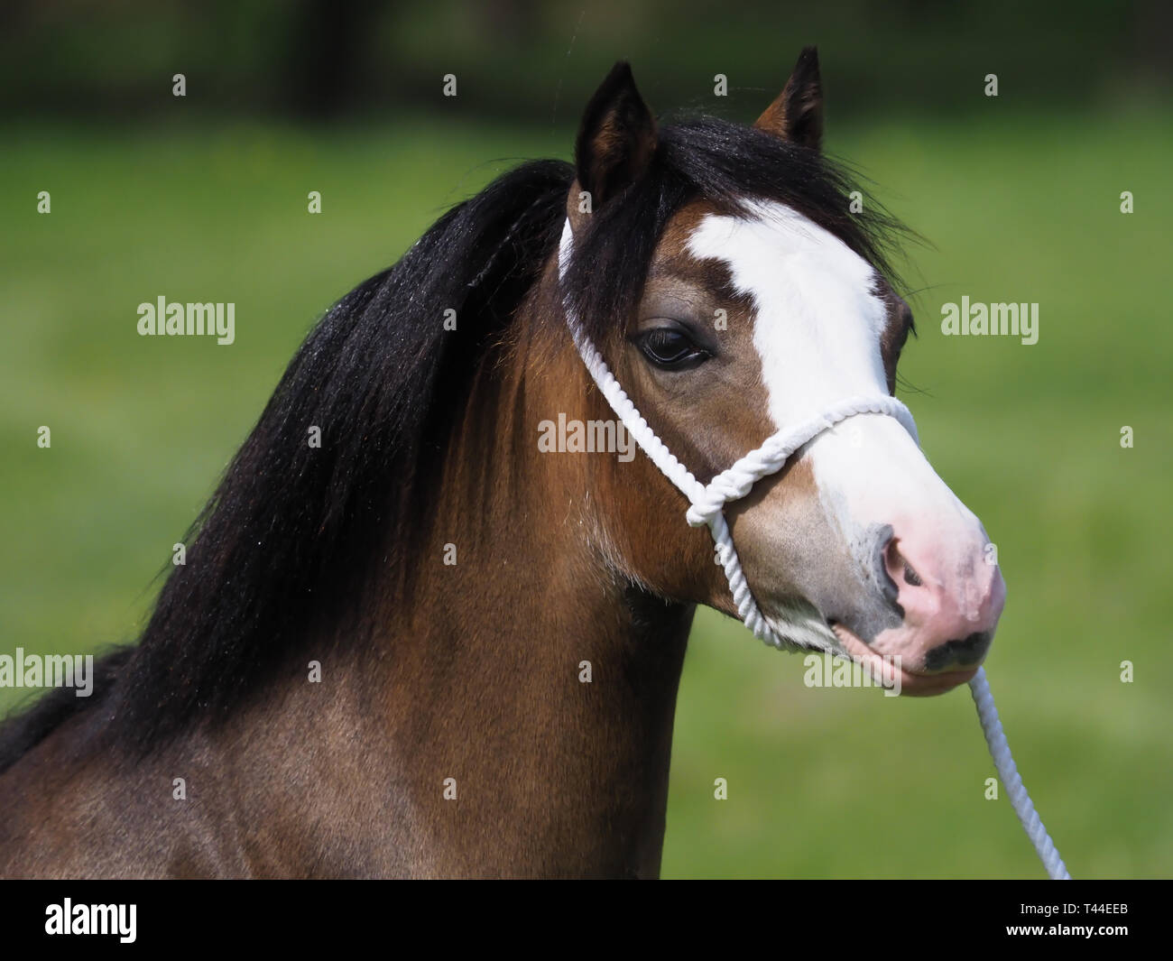 A pretty welsh section A pony with striking white legs in the show ring ...