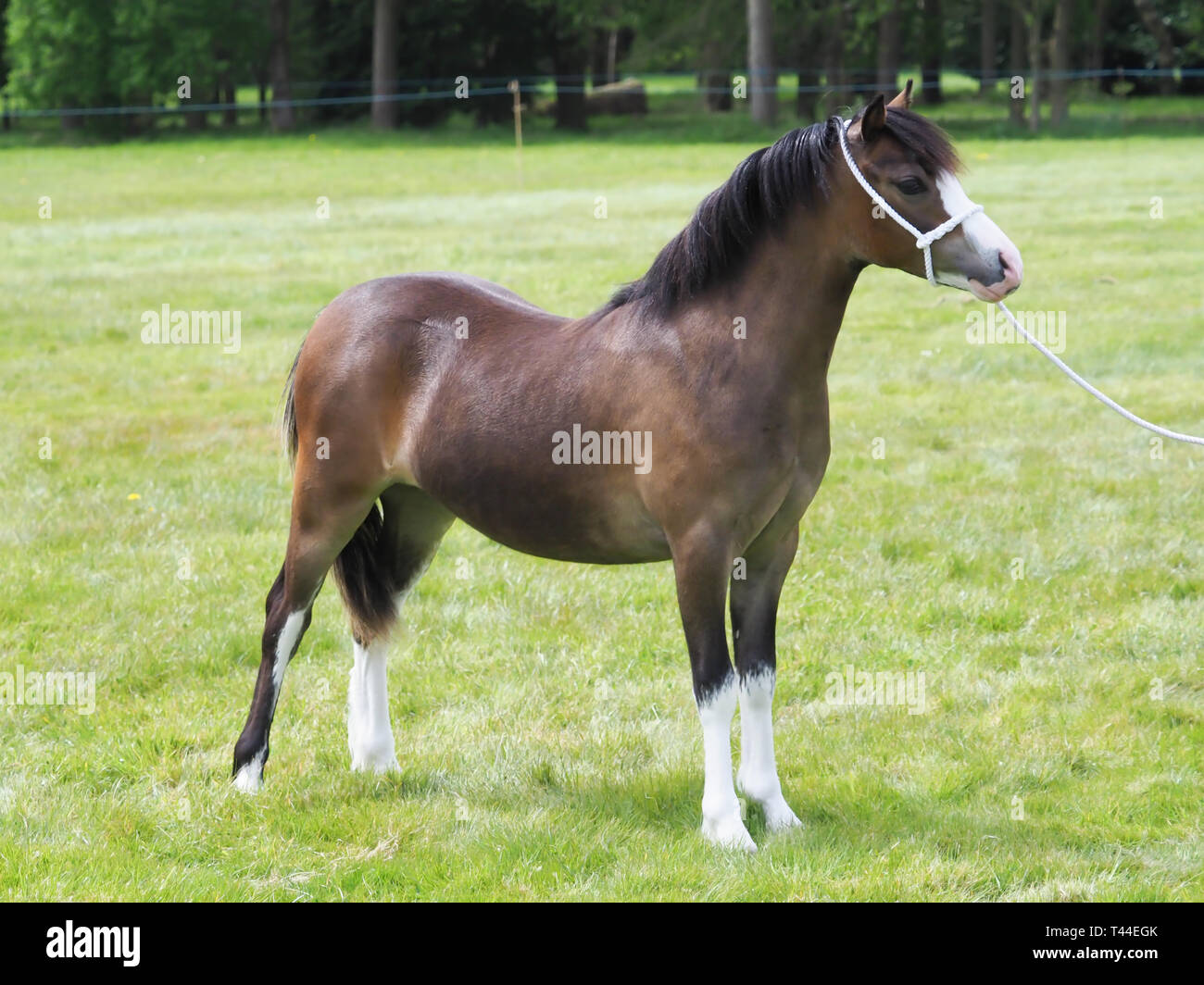 A pretty welsh section A pony with striking white legs in the show ring ...