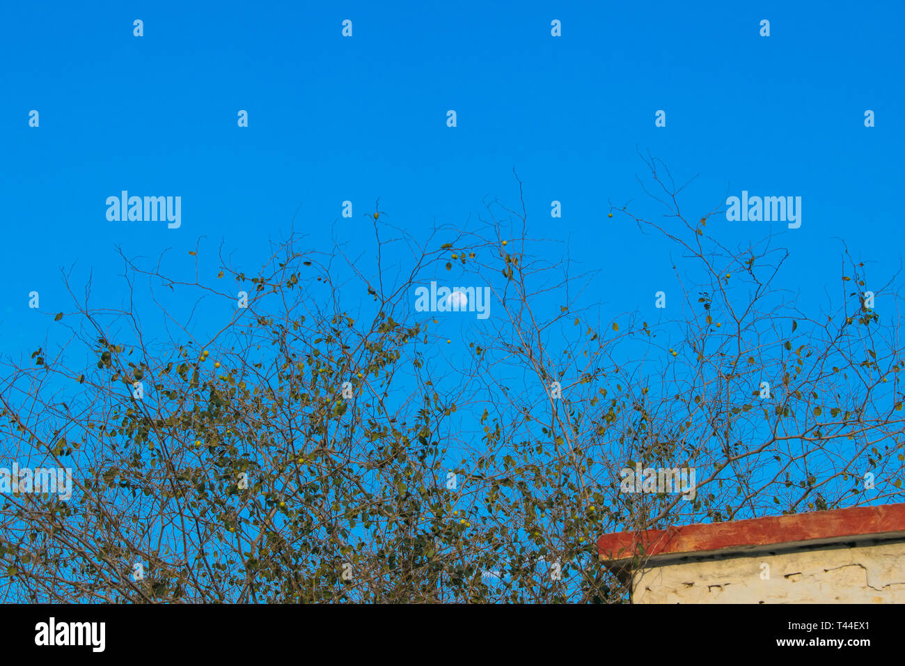Full moon behind branches tree hi-res stock photography and images - Alamy