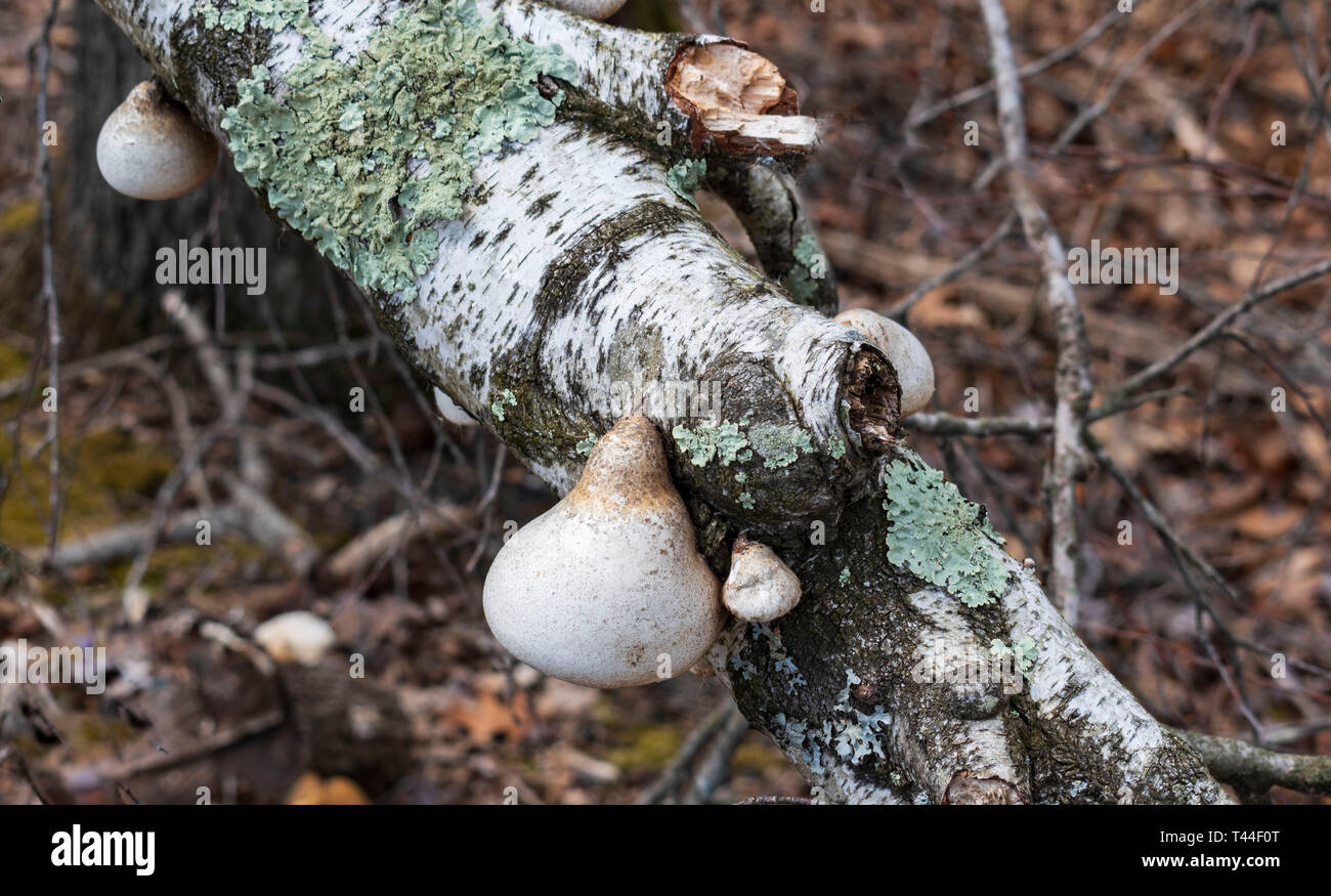 Walking round plant hi-res stock photography and images - Alamy