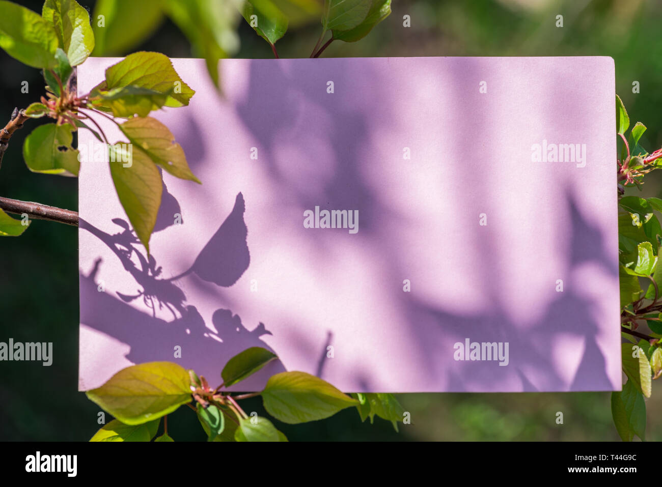 Empty fruit branches hi-res stock photography and images - Alamy