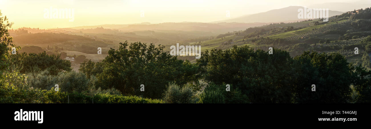 Sunrise over olive groves in Montespertoli, Tuscan region of Florence ...