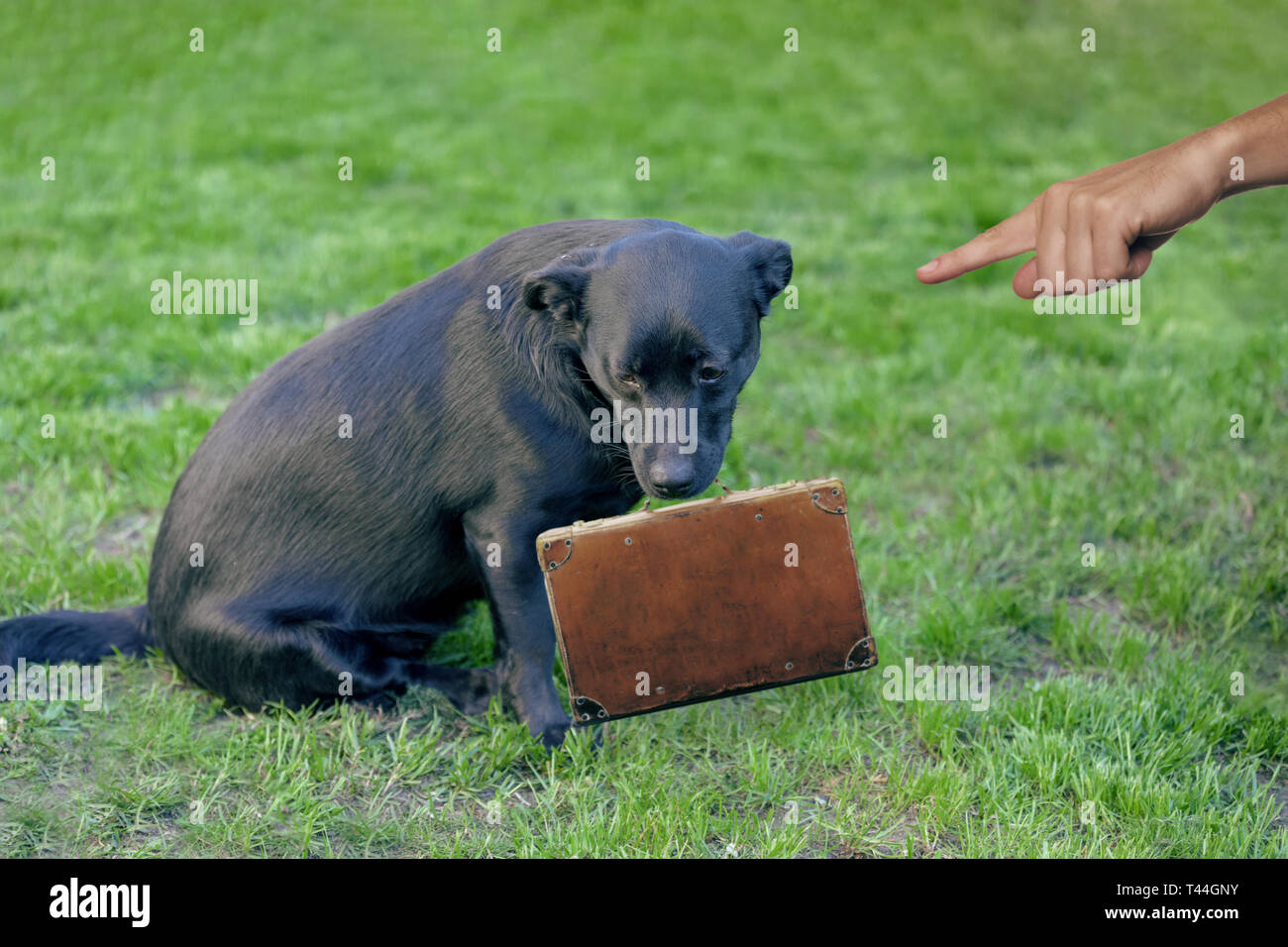 Sad little dog exposed at vacation time Stock Photo - Alamy