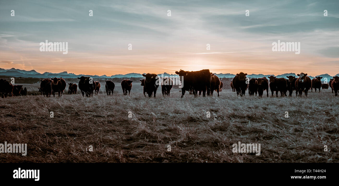 Cow head in fence hi-res stock photography and images - Alamy