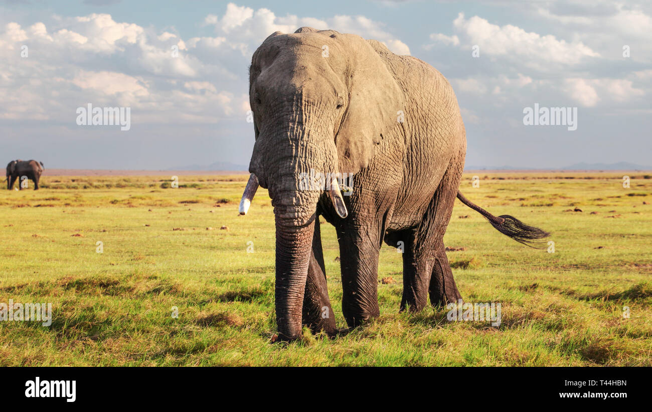 African Bush Elephant Loxodonta Africana Walking In Low Grass On