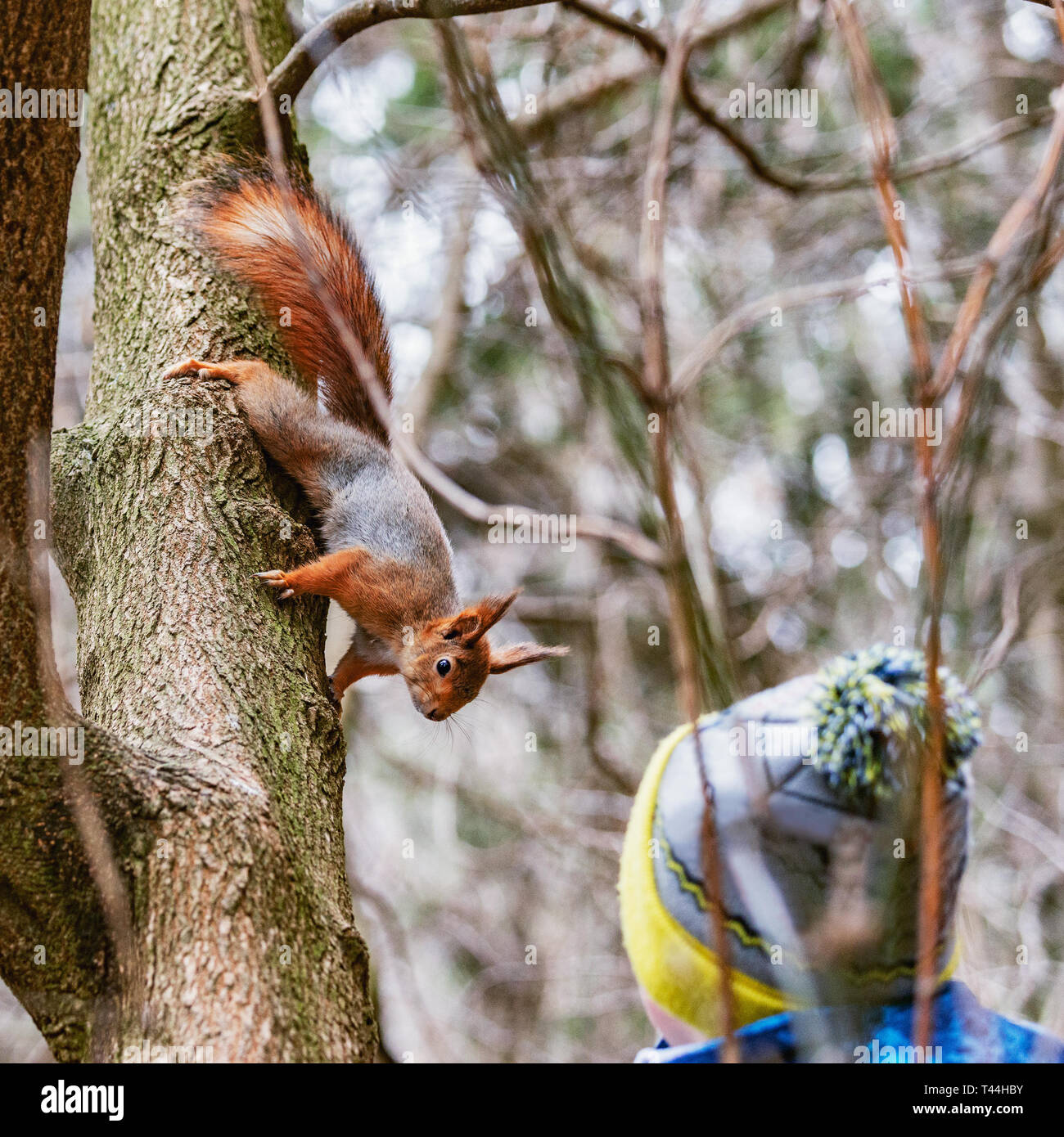 Squirrel ear hat hi-res stock photography and images - Alamy
