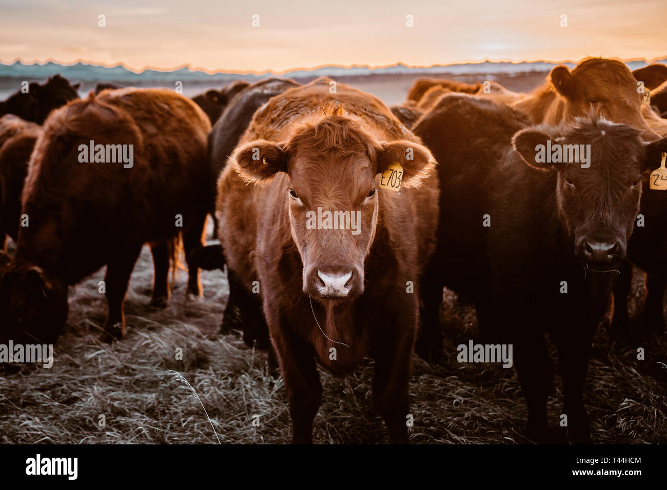 Cow herd hi-res stock photography and images - Alamy