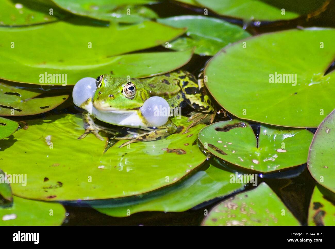 Macro of a small green water frog in Courtship with bubbles at his ...