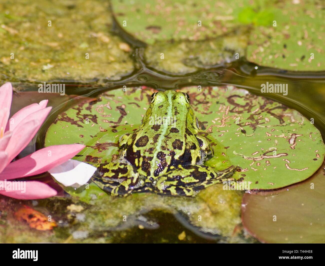 Macro of a small water frog in a pond Stock Photo - Alamy