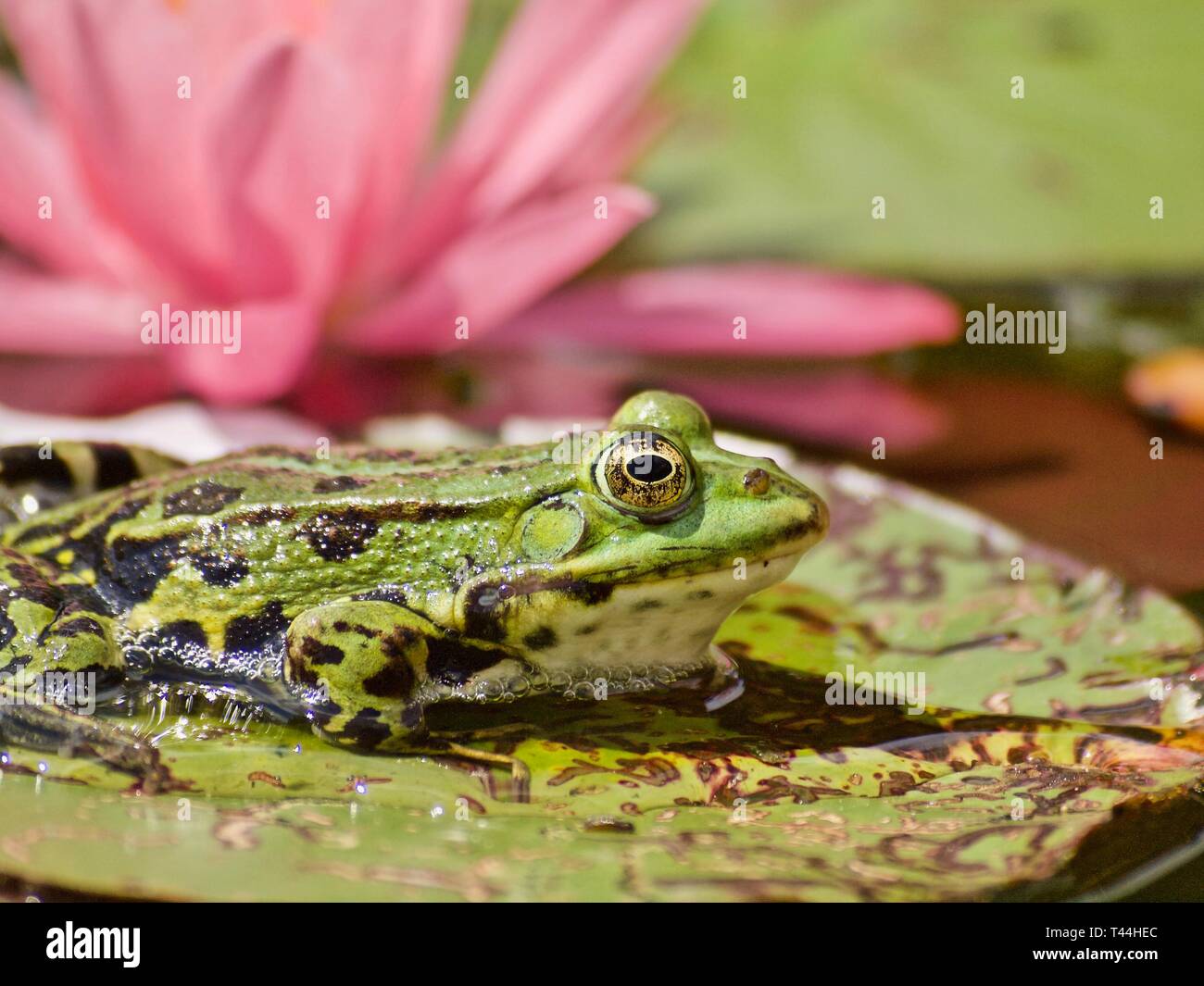 Macro of a small green water frog in front of a pink lotus flower Stock ...