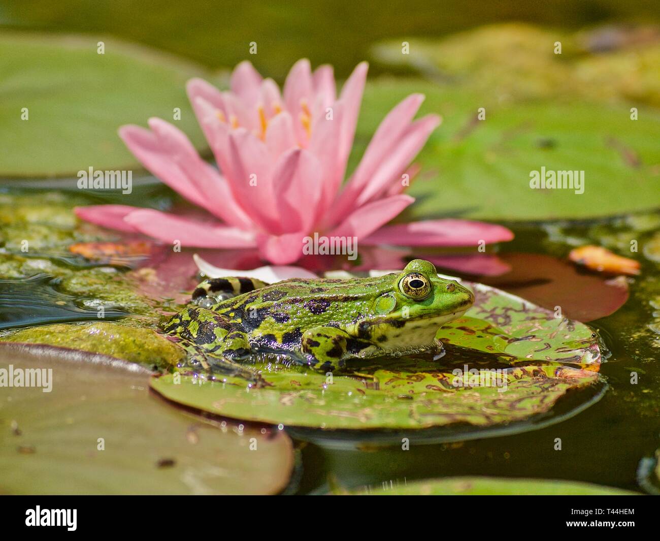 Macro of a small green water frog in front of a pink lotus flower Stock ...