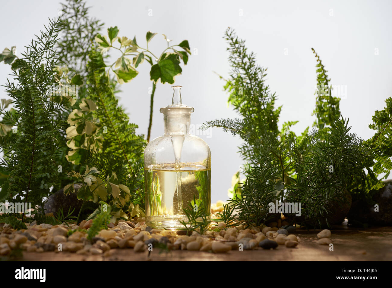 Botany research hi-res stock photography and images - Alamy