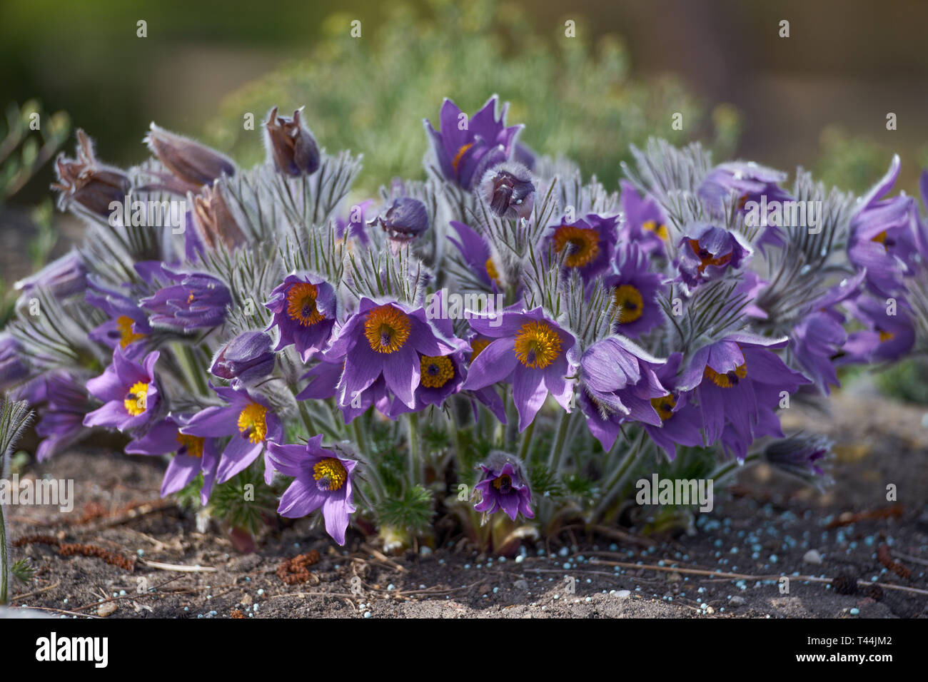 Pasque flowers flourishing Pulsatilla halleri subspecies slavica Stock ...