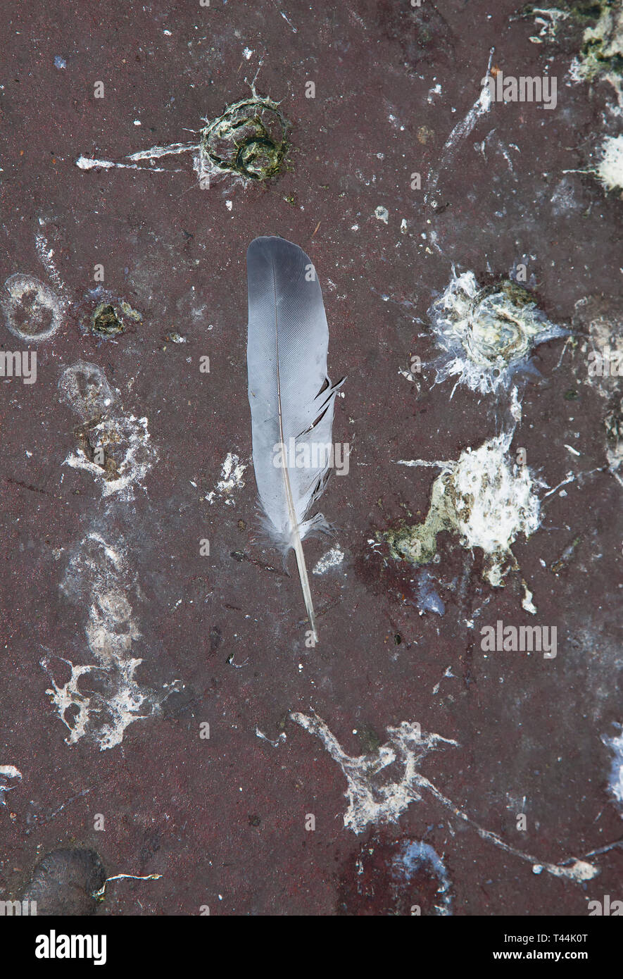 pigeon droppings on a street in Berlin, Germany Stock Photo - Alamy