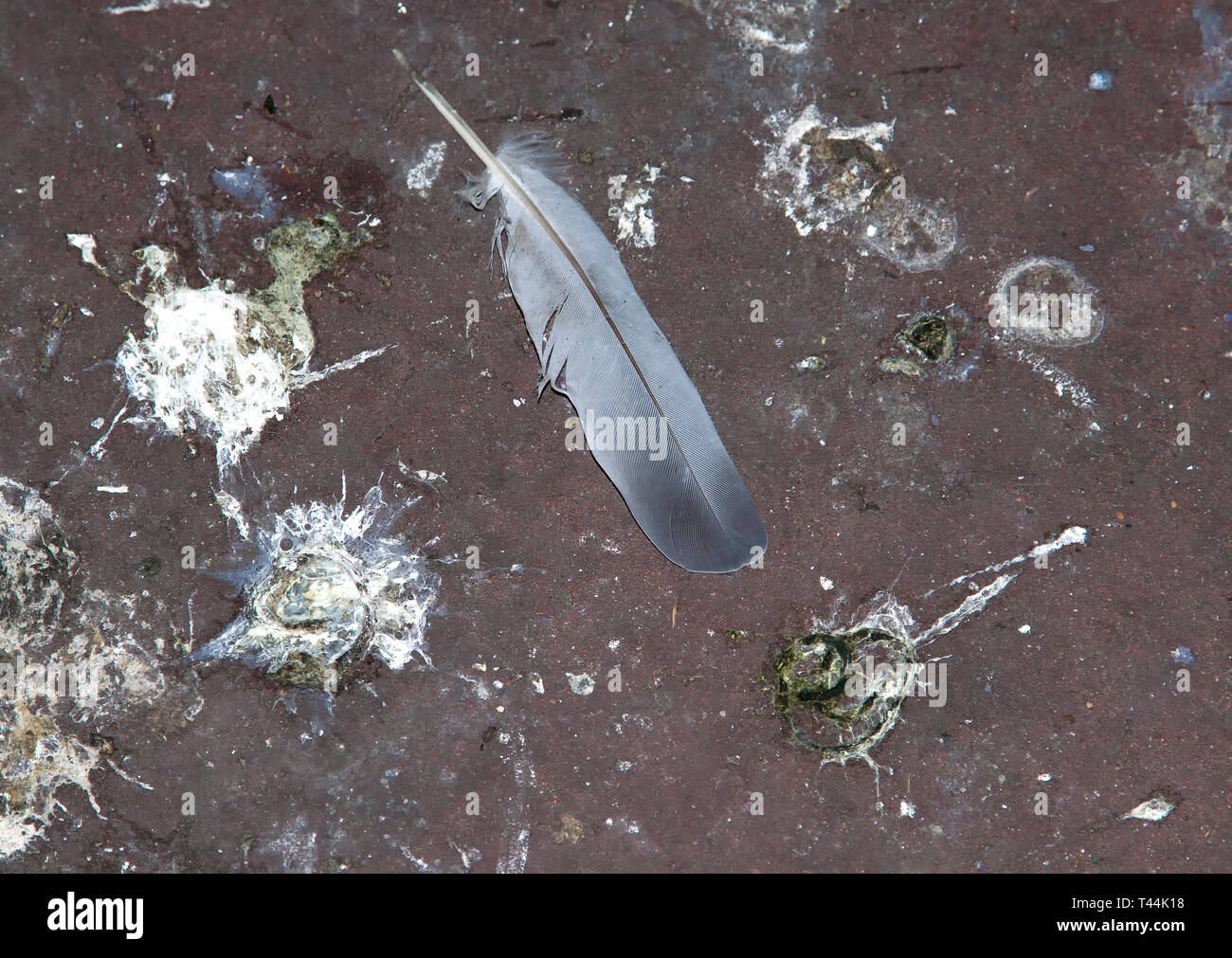 Pigeon droppings on a street in Berlin, Germany Stock Photo - Alamy