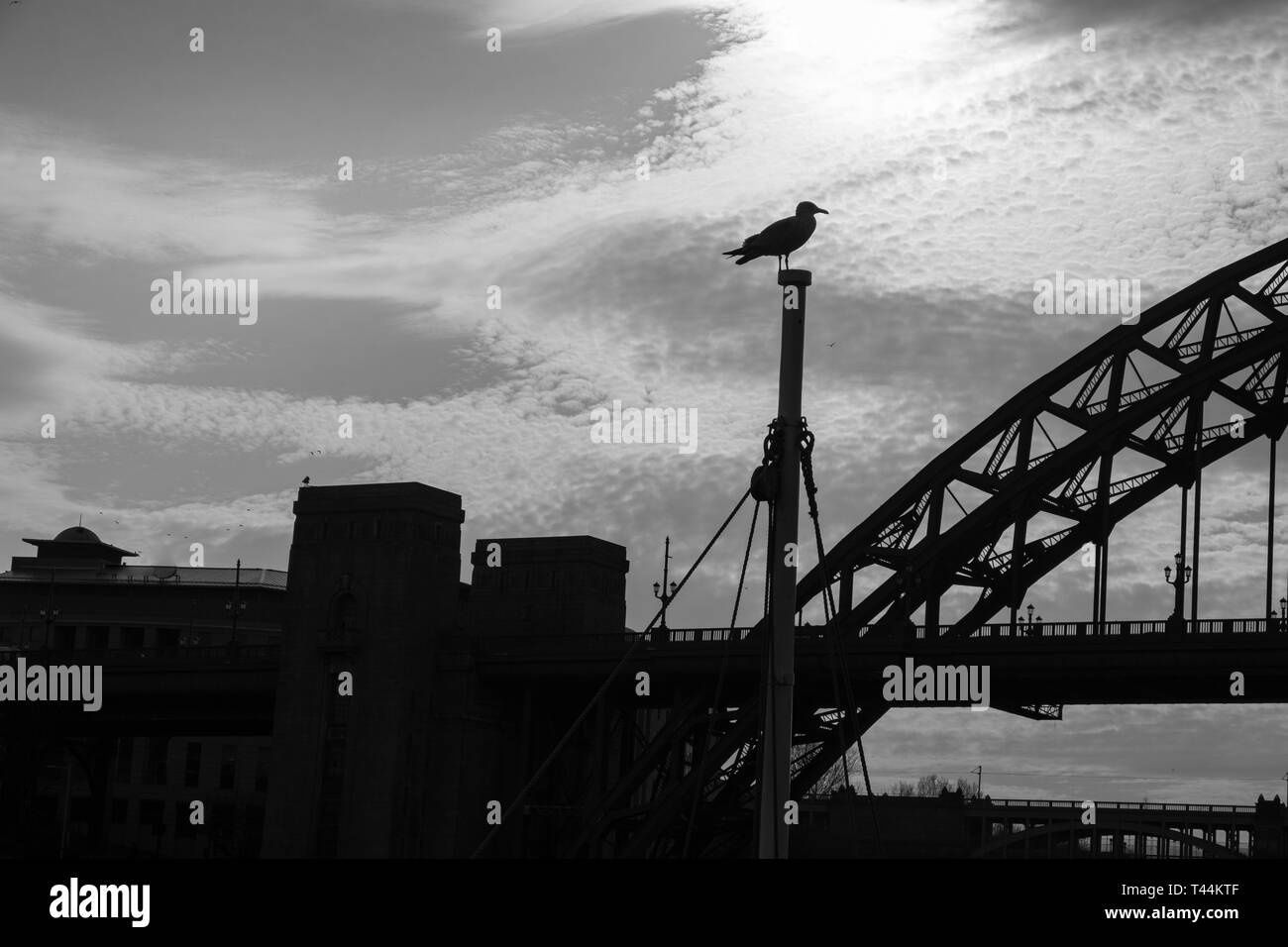 Silhouettes of a Sea Gull sitting on a mast and Tyne Bridge in the ...