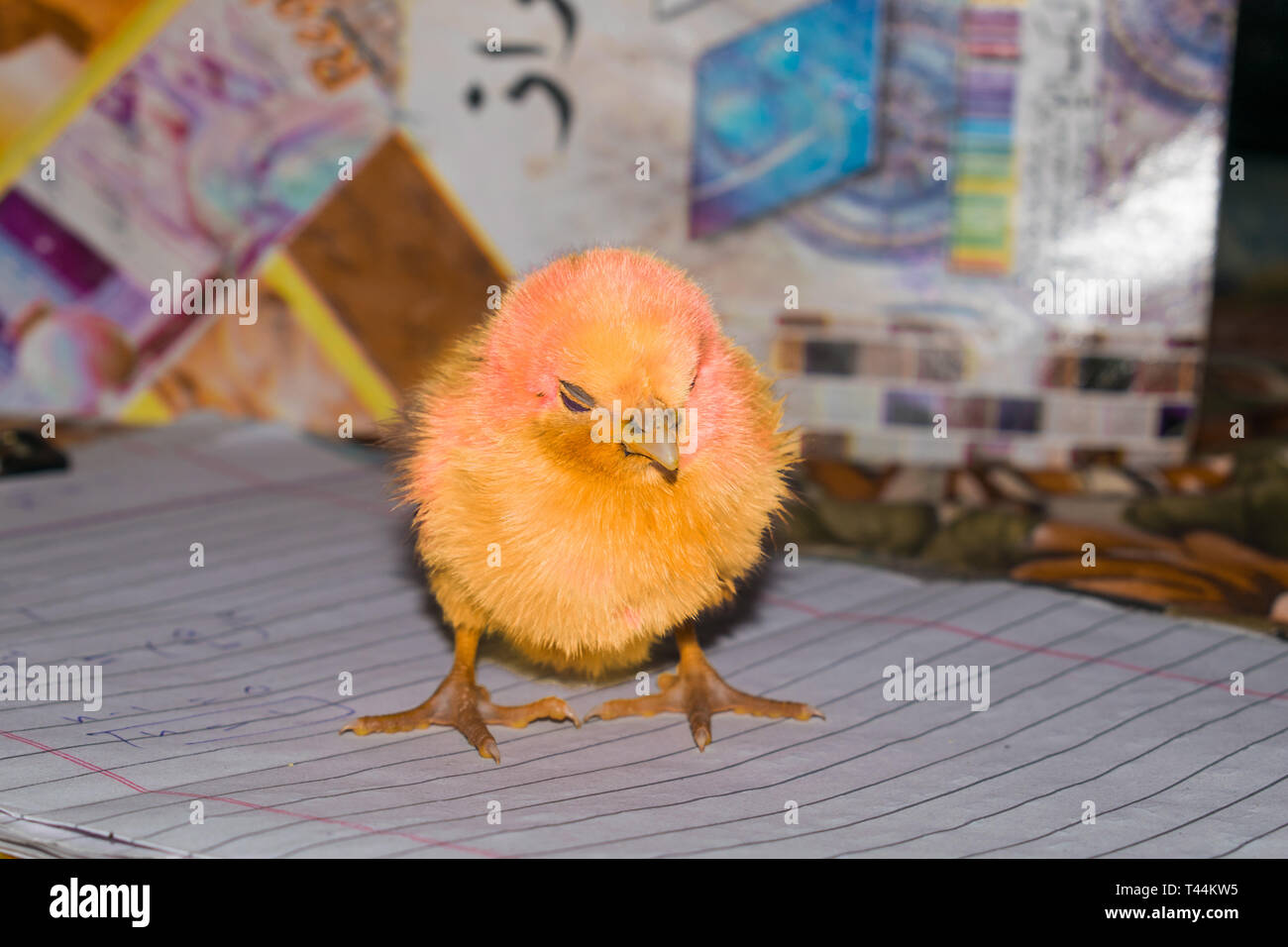 Cute chickens hi-res stock photography and images - Alamy