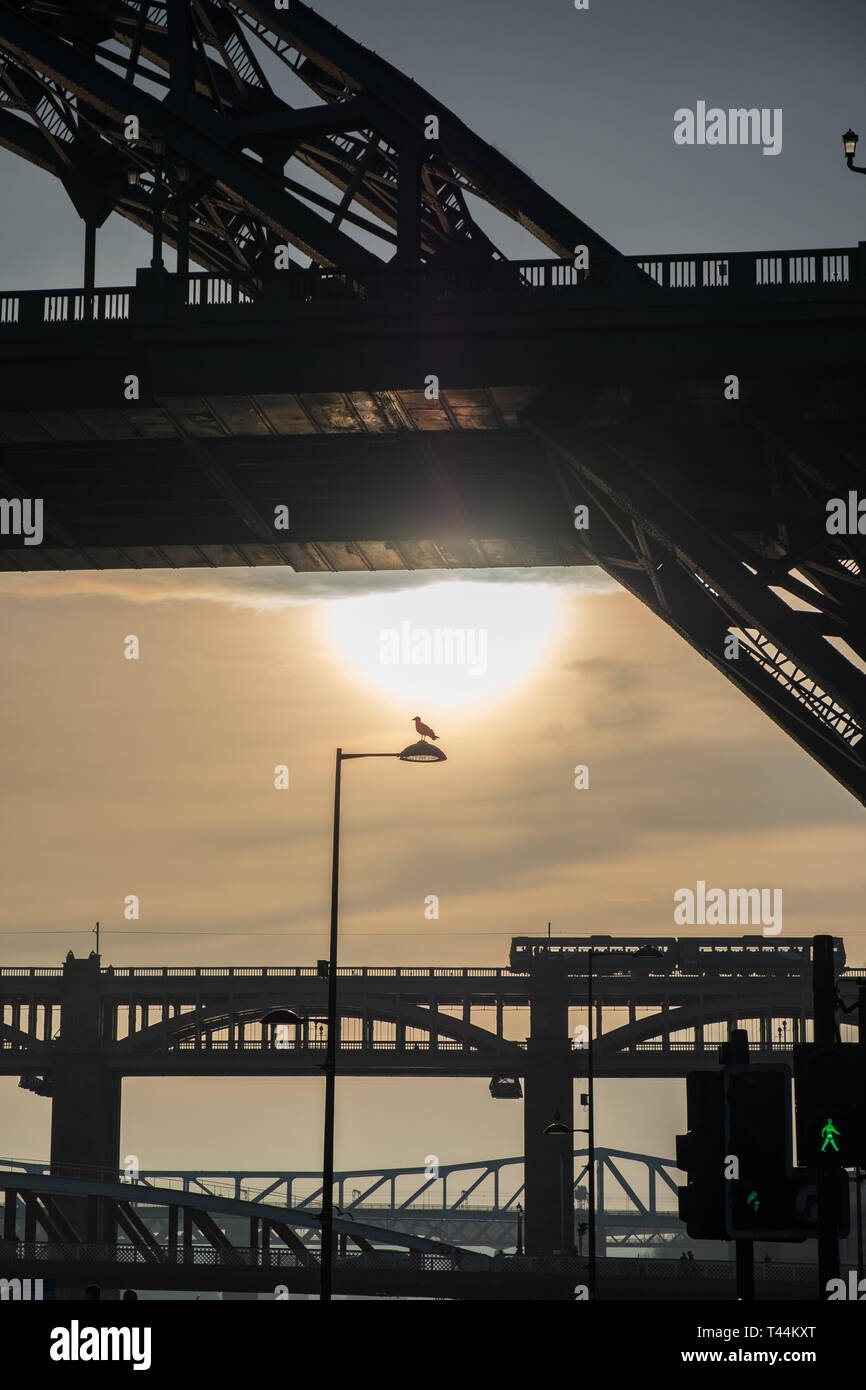 Silhouette Of Tyne Bridges High Resolution Stock Photography and Images ...