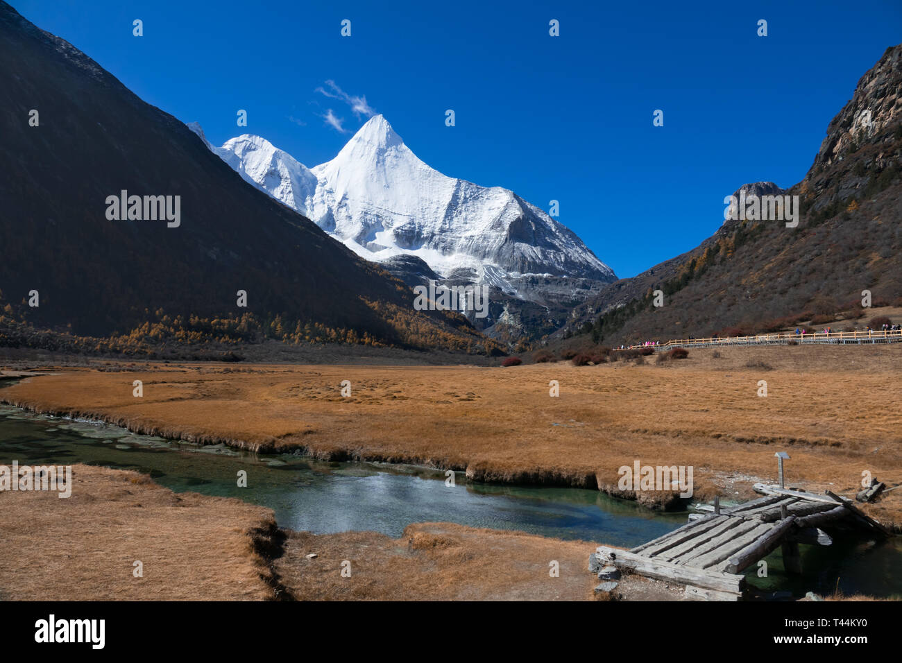 Colorful in autumn forest and snow mountain at Yading nature reserve ...