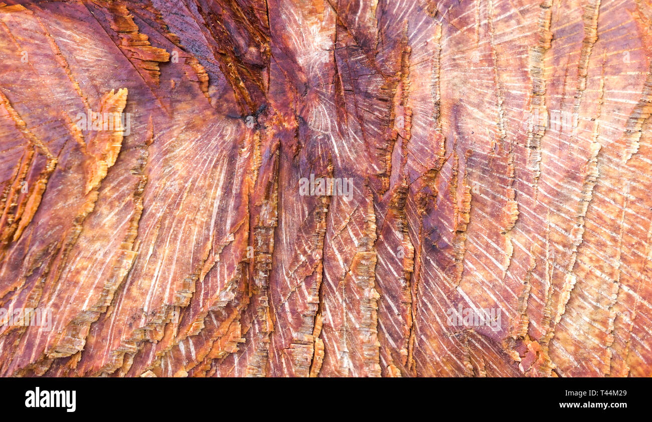 Textured tree trunk with leaves and green background, nature view Stock ...