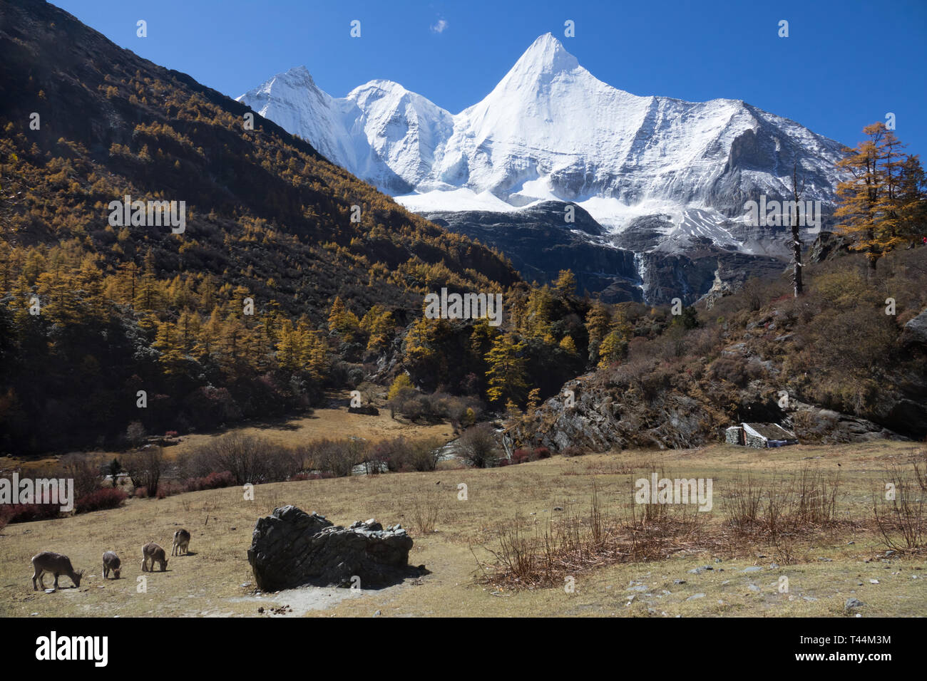 Mountain landscape,Snow Mountain in daocheng yading,Sichuan,China Stock ...
