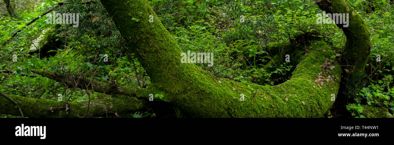 Magical moss fairy forest. Lush jungle vegetation. Deep green nature ...