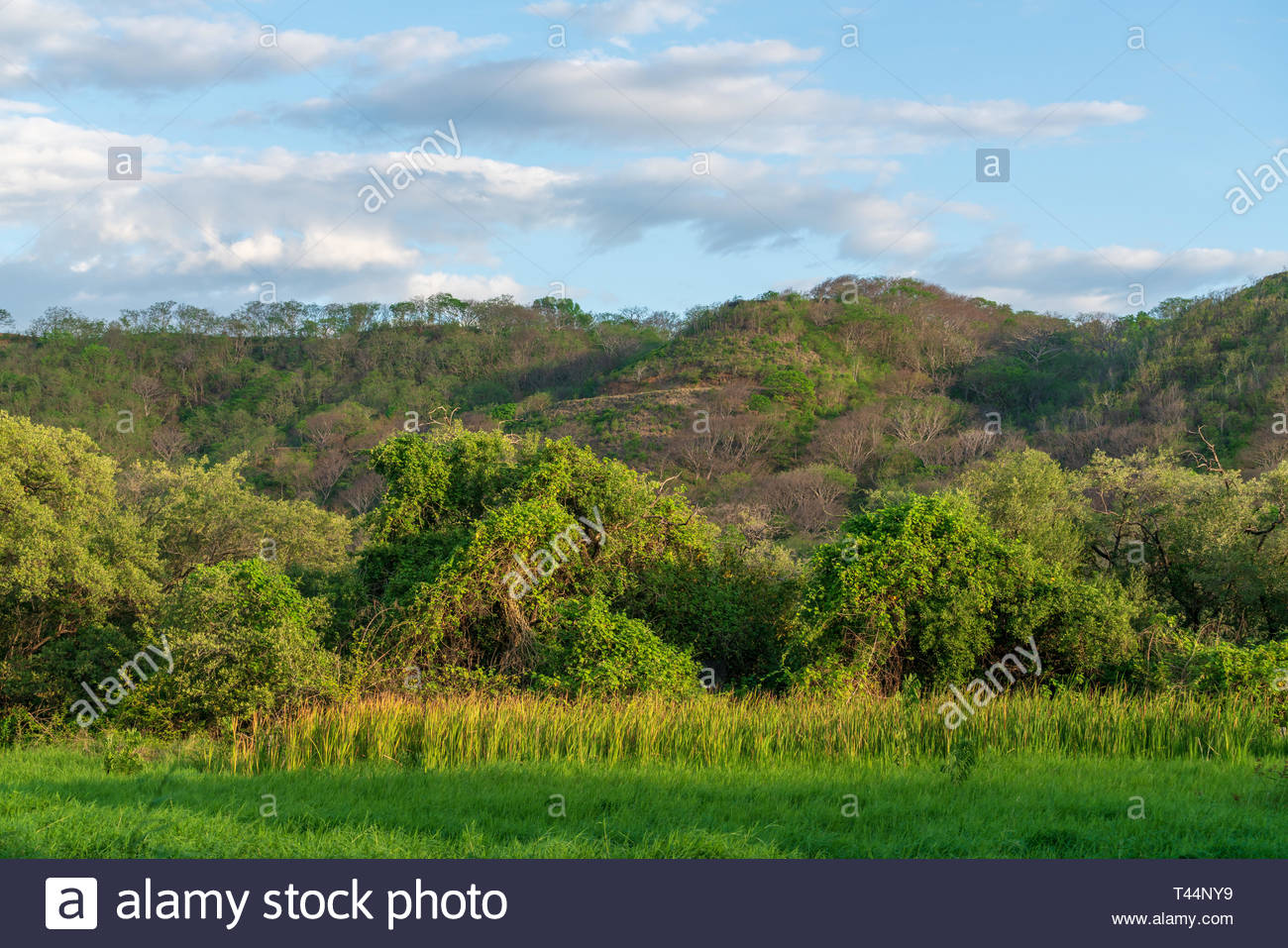 Tropical Dry Forest High Resolution Stock Photography and Images - Alamy