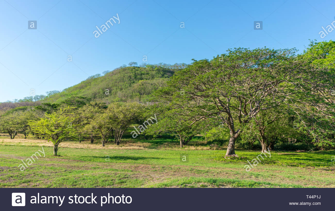 Tropical Dry Forest Costa Rica High Resolution Stock Photography and ...