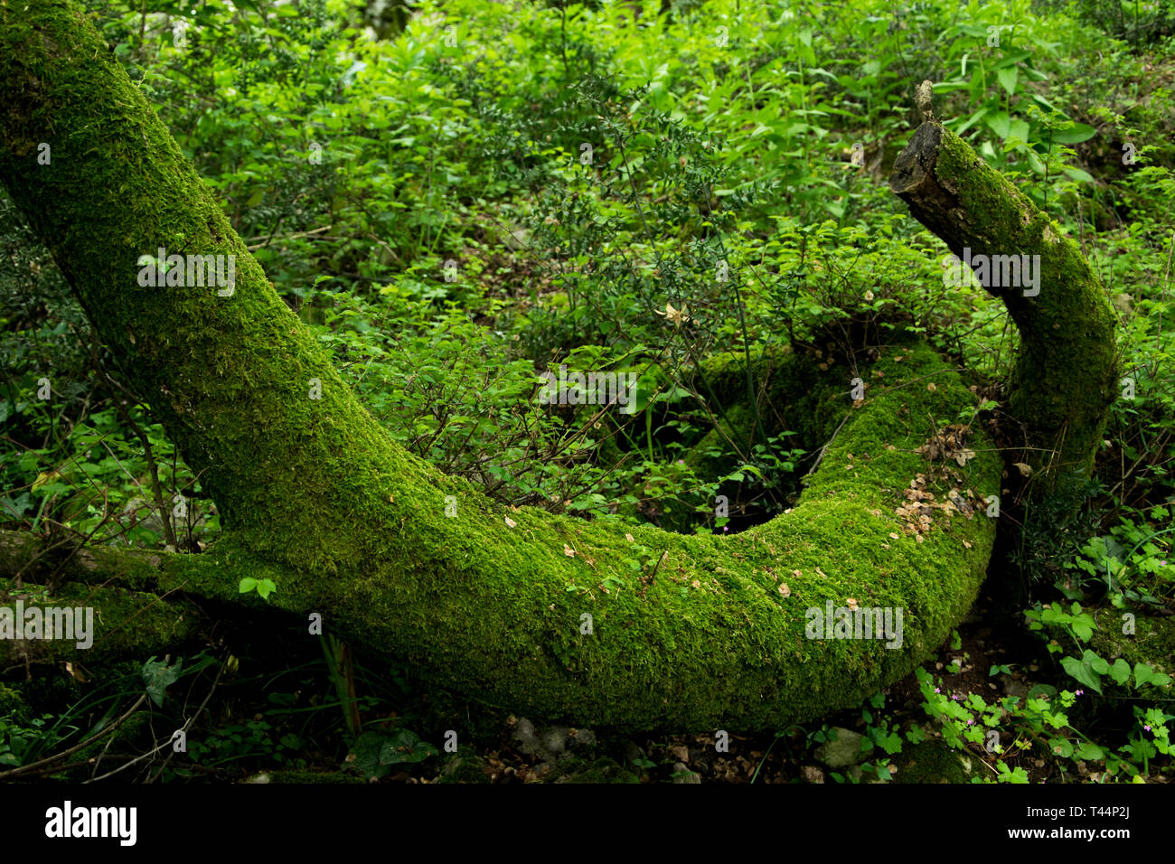 Magical moss fairy forest. Lush jungle vegetation. Deep green nature ...