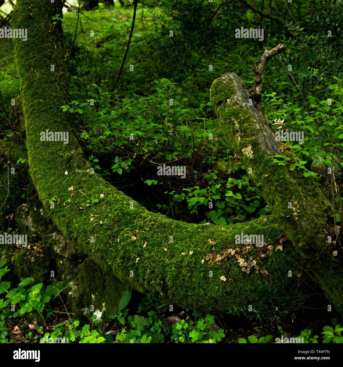 Magical moss fairy forest. Lush jungle vegetation. Deep green nature ...