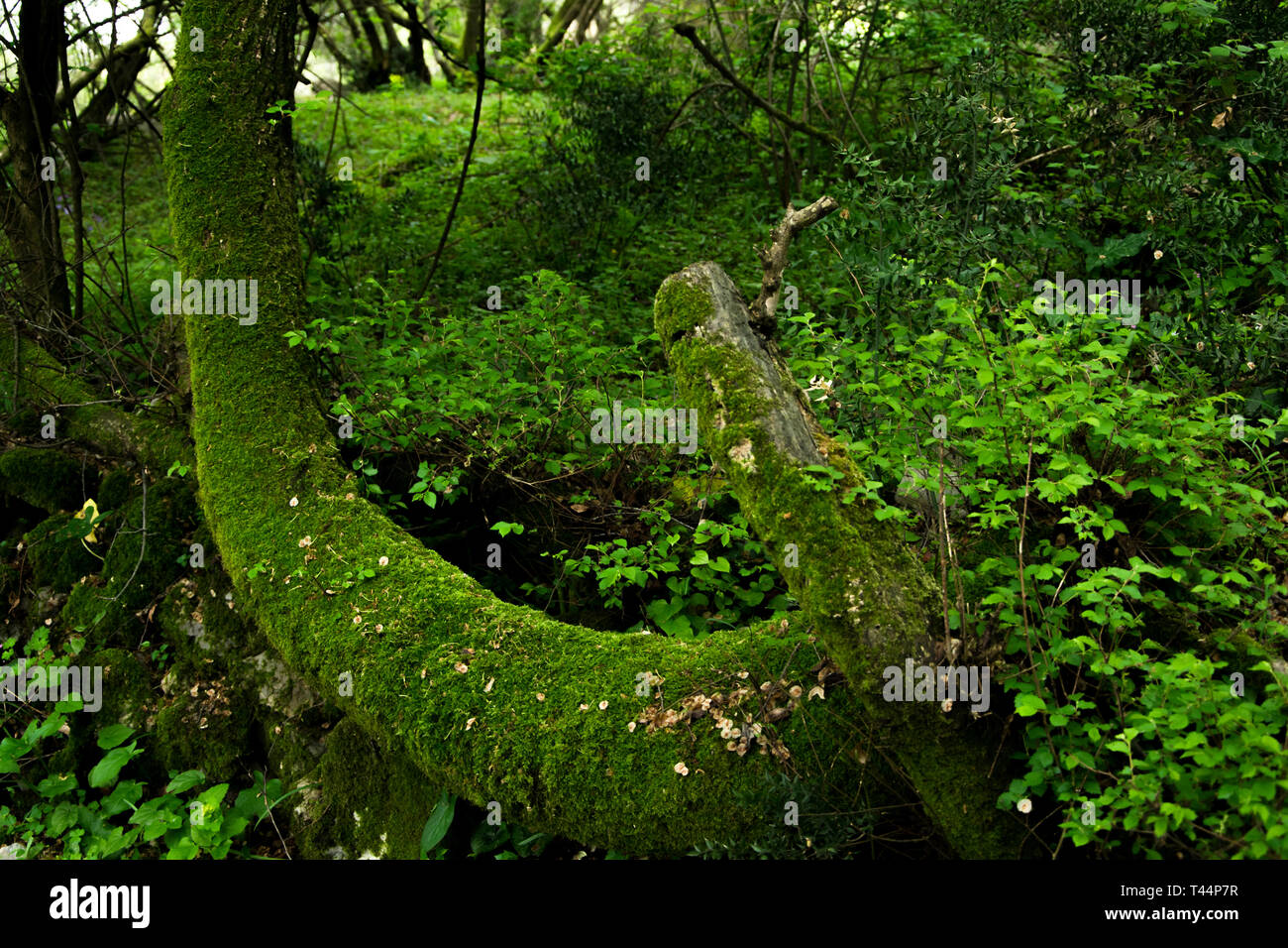 Magical moss fairy forest. Lush jungle vegetation. Deep green nature ...