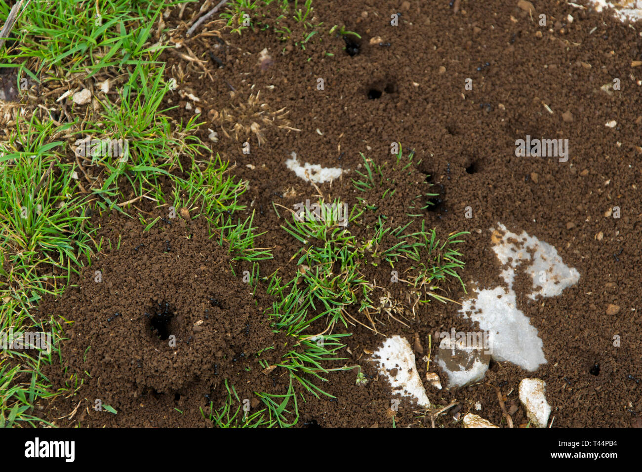 Top view of wild anthill. Teamwork. Wildlife cooperation Stock Photo ...