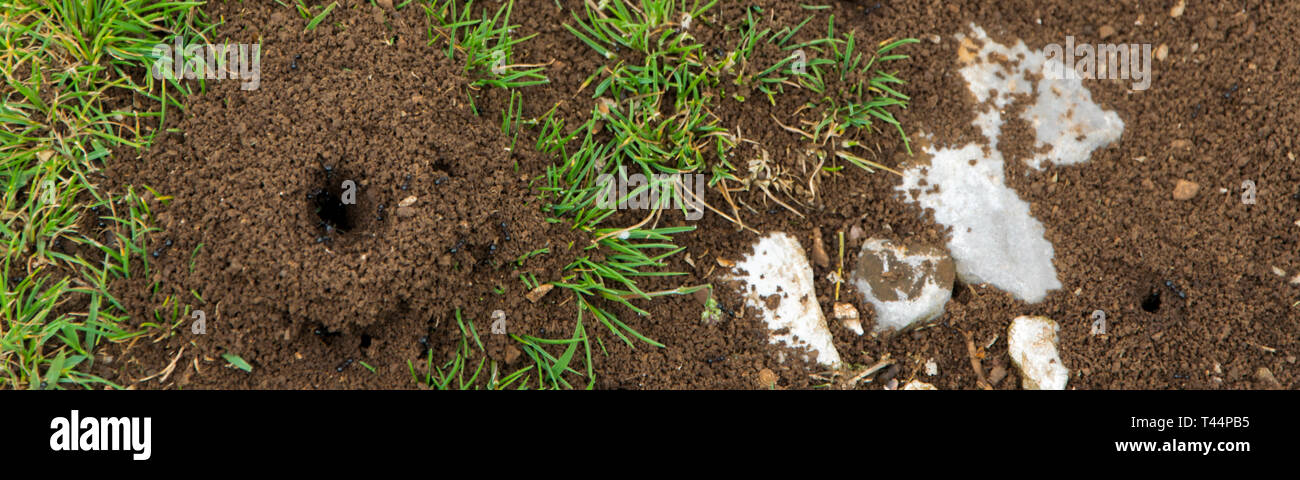 Top view of wild anthill. Teamwork. Wildlife cooperation Stock Photo ...