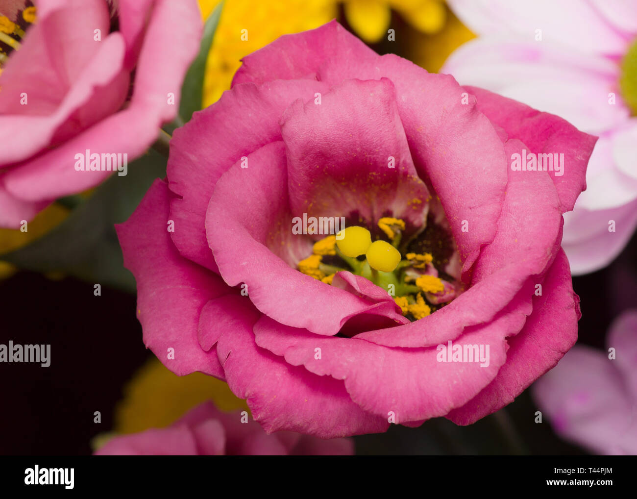 Beautiful bouquet colorful flowers hi-res stock photography and images ...