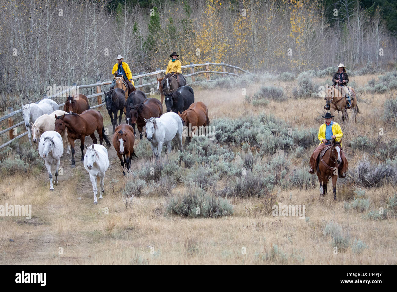 American cowboys work in the rain to herd horses in Wyoming Stock Photo ...