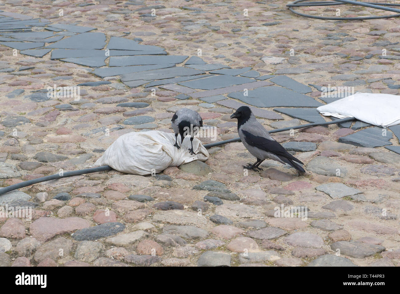 gray crows frequent visitors in European cities Stock Photo - Alamy