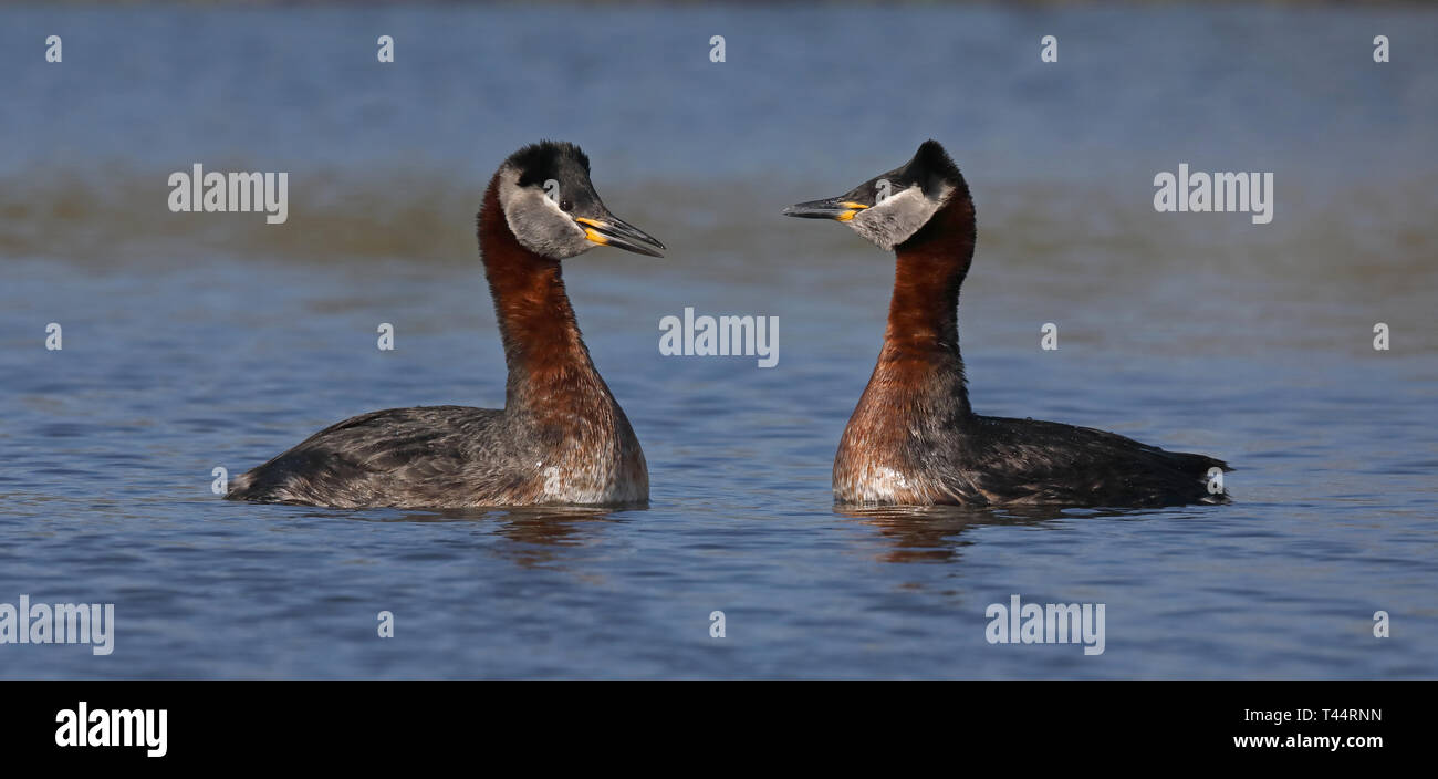Female red necked grebe hi-res stock photography and images - Alamy