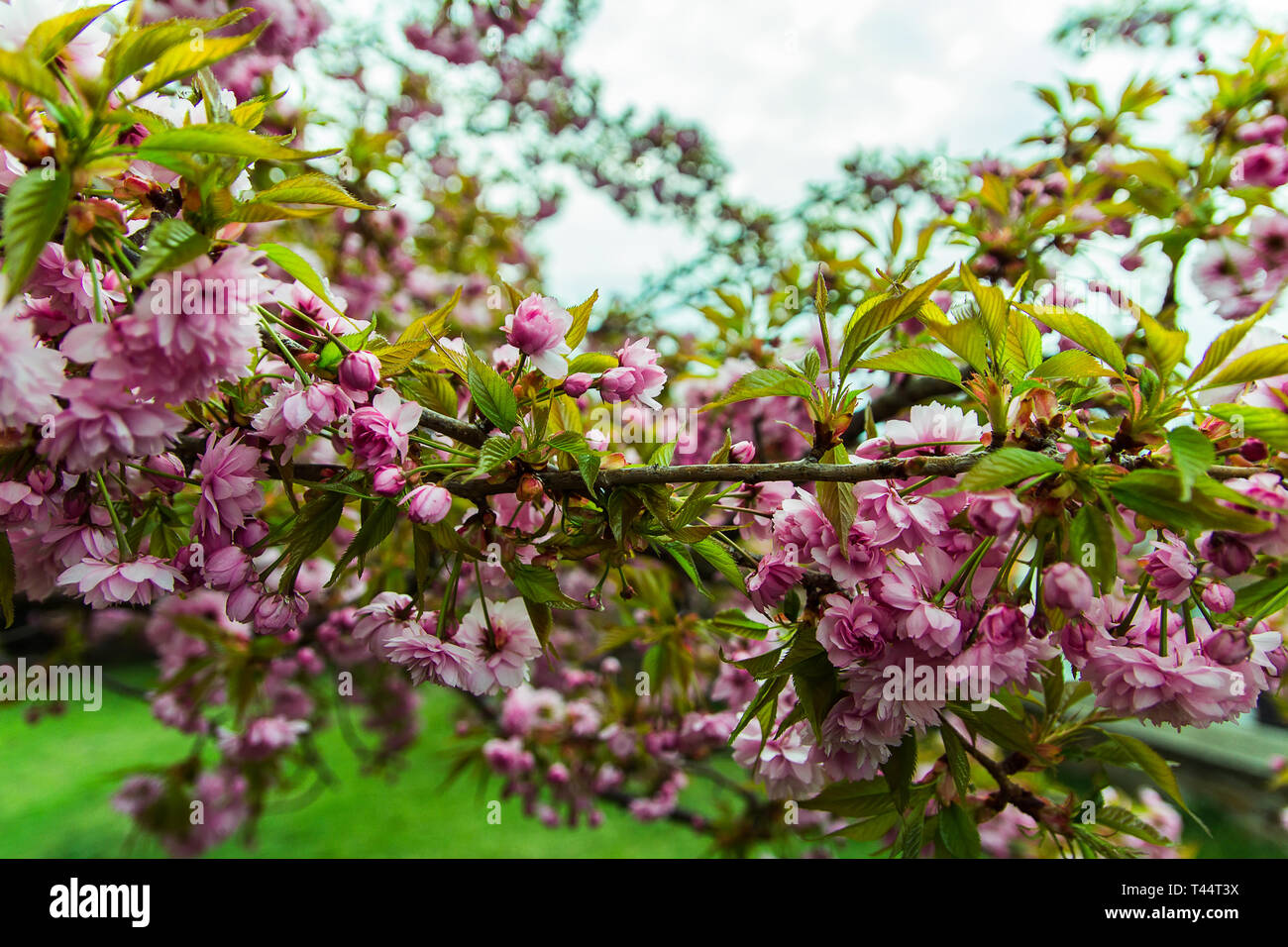 Detail of red cherry tree blossom branch, spring time Stock Photo - Alamy