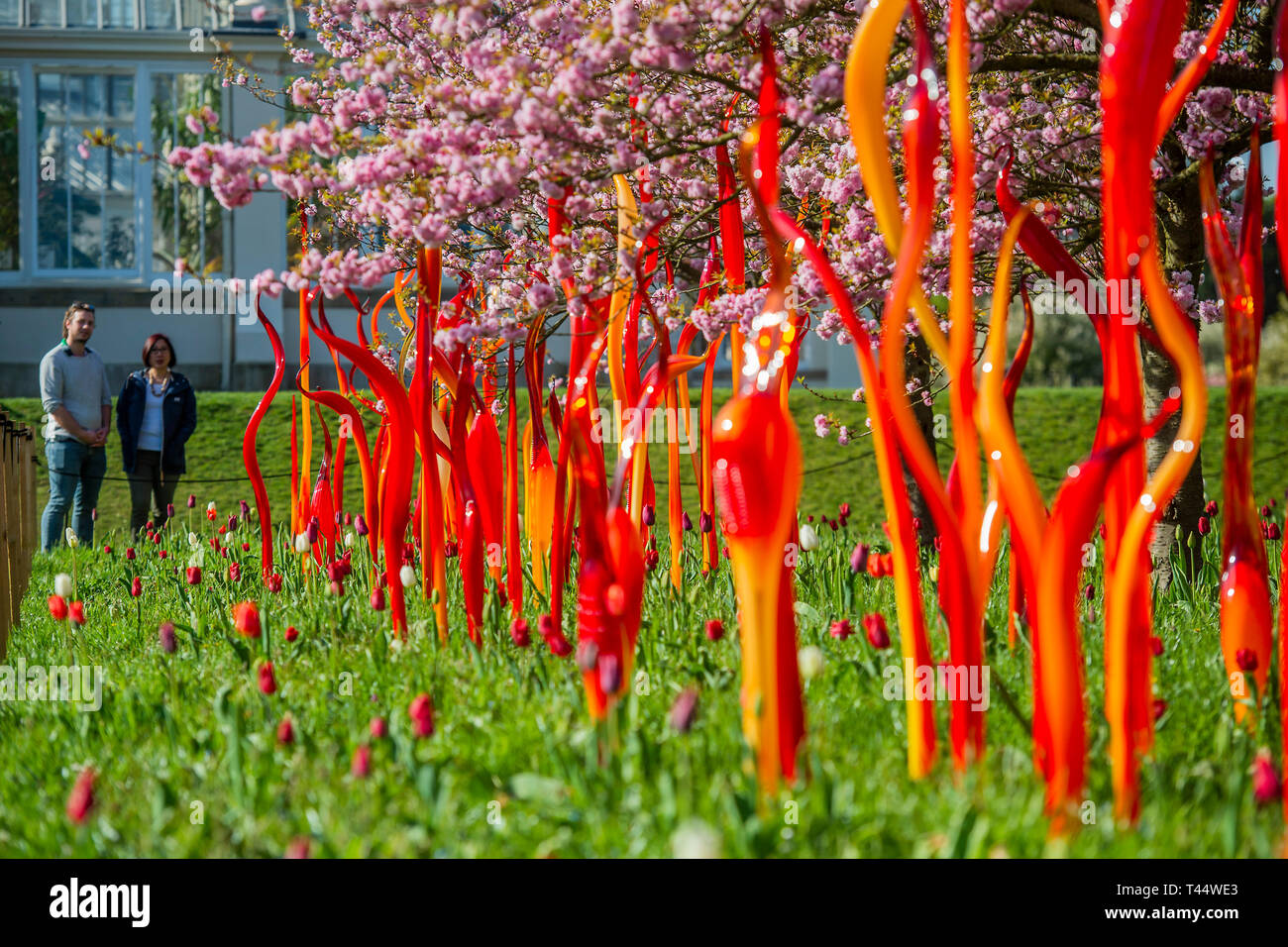 Copper birch hi-res stock photography and images - Alamy