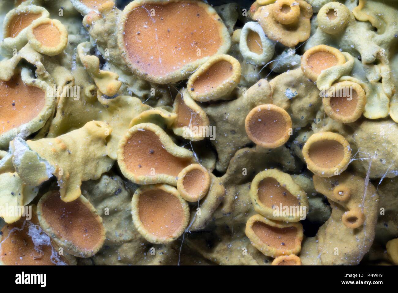 Bright orange lichen colony on hi-res stock photography and images - Alamy